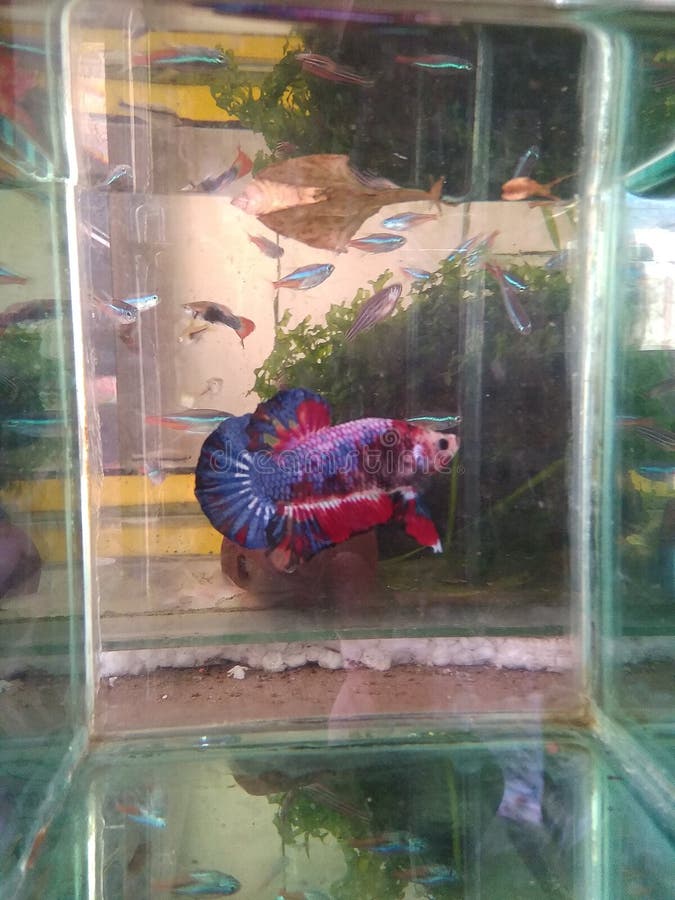 1,022 Cupang Fish Stock Photos - Free & Royalty-Free Stock Photos from ...