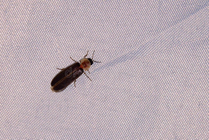 Cupedidae Beetle Stock Photos - Free & Royalty-Free Stock Photos from ...