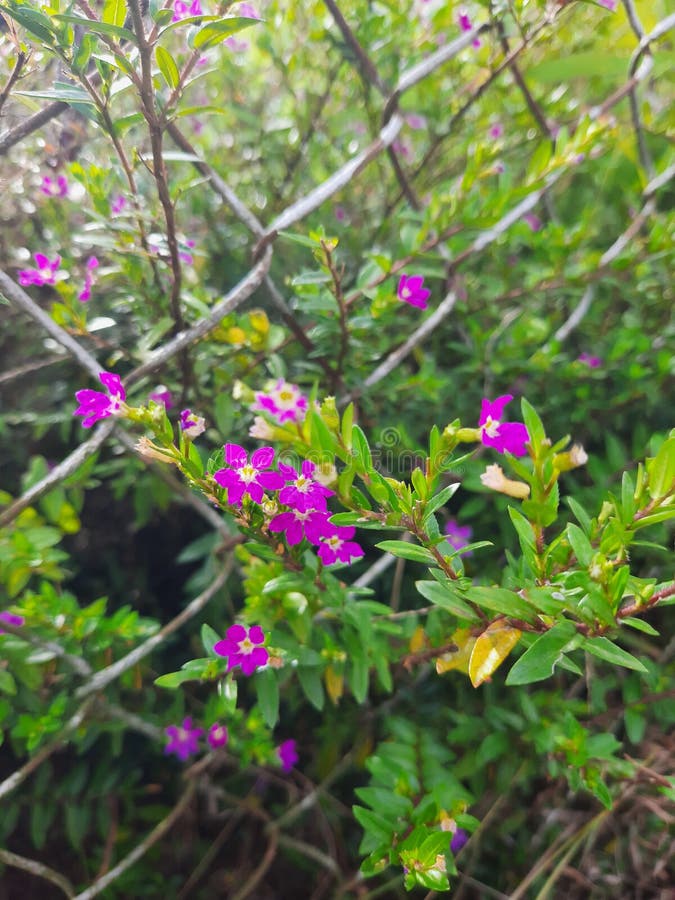 Cuphea or Commonly Called Taiwan Beauty Flower between the Net Fence ...