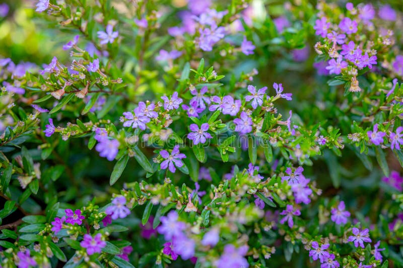 Cuphea Hyssopifolia, the False Heather, Mexican Heather, Hawaiian ...