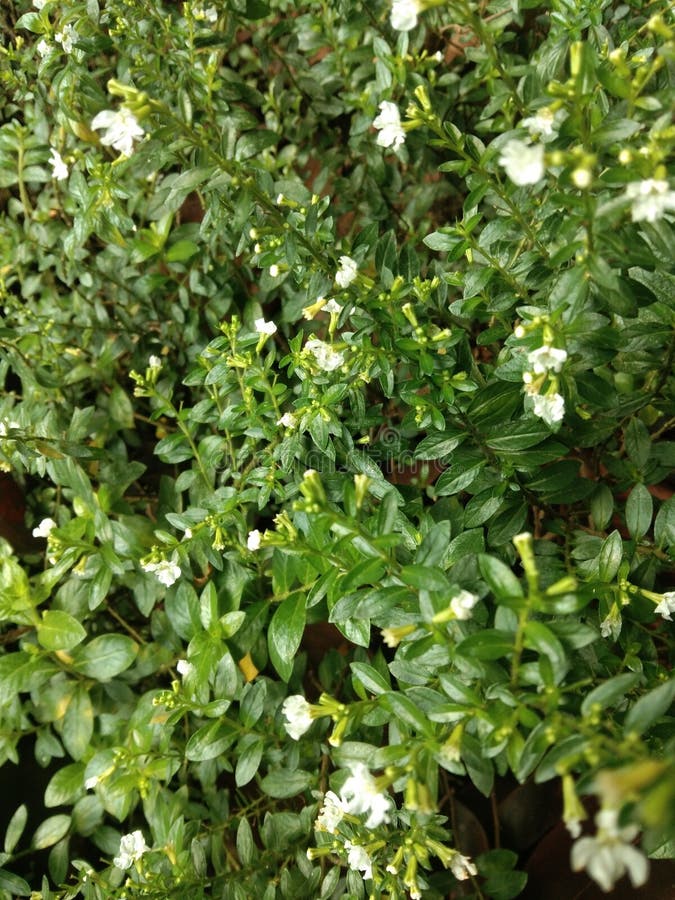 Cuphea Hyssopifolia Cuphea Hyssopifolia Plant with Beautiful Flowers ...