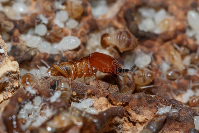 Buracos Ninhos De Cupins Com Larvas Brancas E Ovos De Cupins Imagem de ...