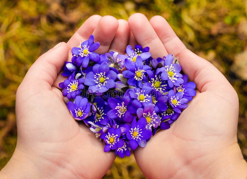 Cupped Hands Holding Spring Violet Flowers in Heart Shape Stock Photo ...