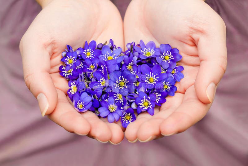 Cupped Hands Holding Spring Violet Flowers in Heart Shape Stock Image ...