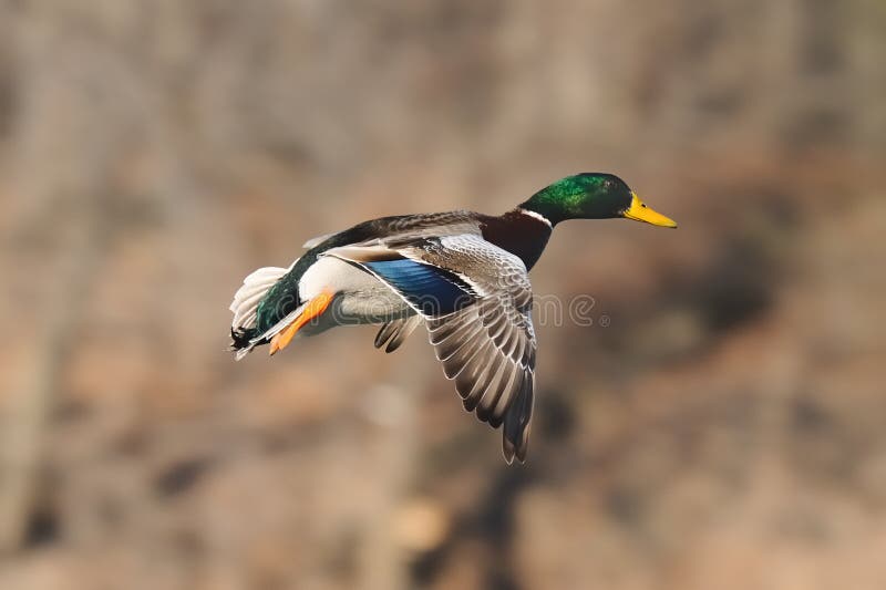 Cupped up stock photo. Image of bird, mallard, wilderness - 8232534