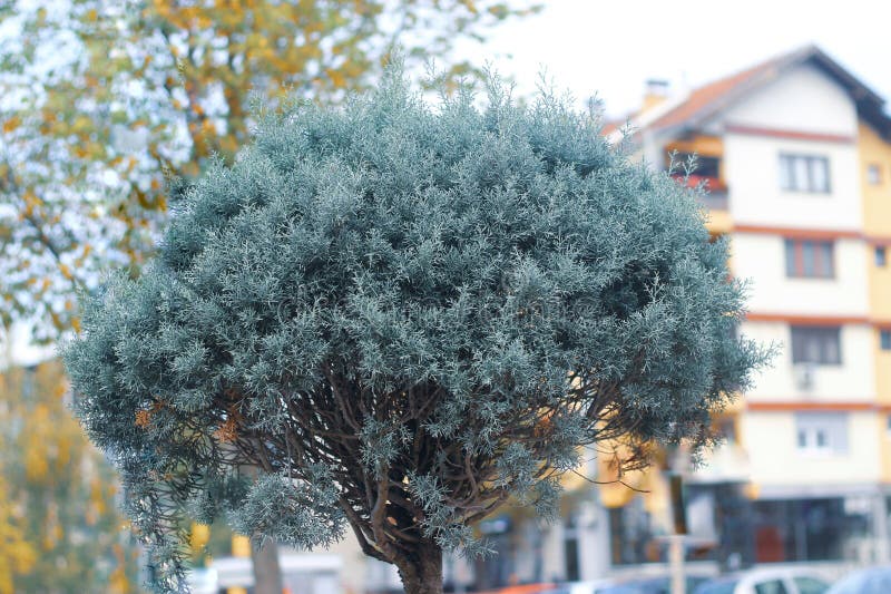 Cupressus arizonica tree stock image. Image of arizonica - 293832735