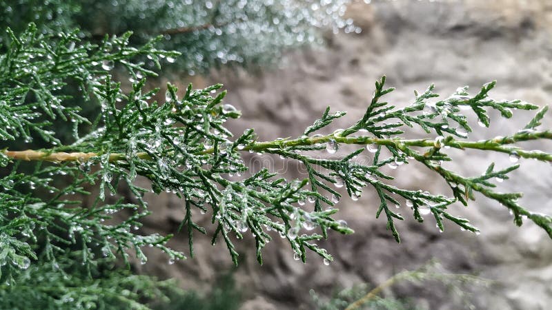 Cupressus Funebris is an Upright Evergreen Tree. Stock Photo - Image of ...