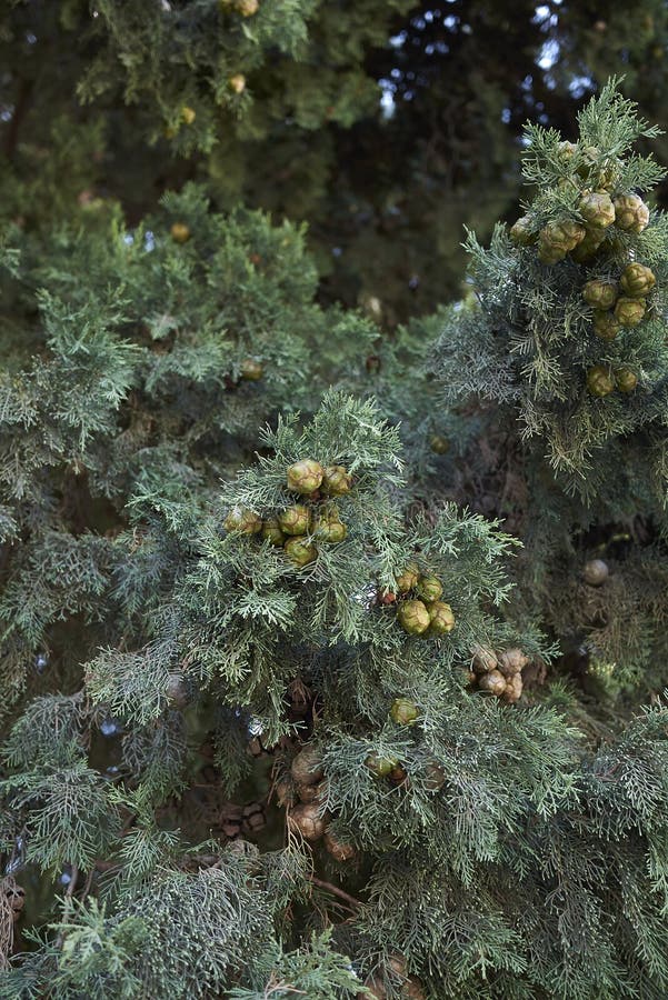 Cupressus Sempervirens Tree Stock Photo - Image of nature ...