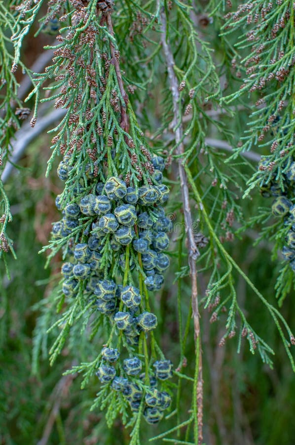 Cupressus Sempervirens Close Up with Fresh Cones Stock Image - Image of ...