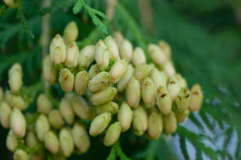 Cupressus Sempervirens Close Up with Fresh Cones Stock Photo - Image of ...