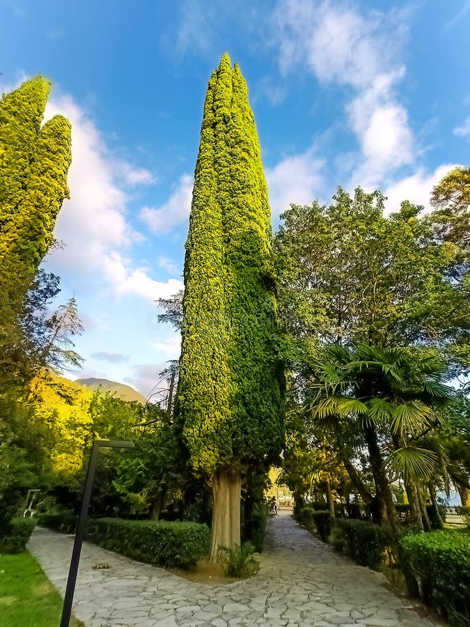 Cupressus Sempervirens, Tall Green Cypress Tree Stock Photo - Image of ...