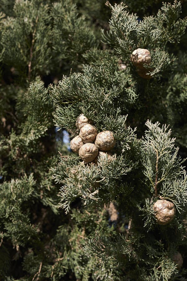 Cupressus Sempervirens Tree Stock Image - Image of green, cupressaceae ...