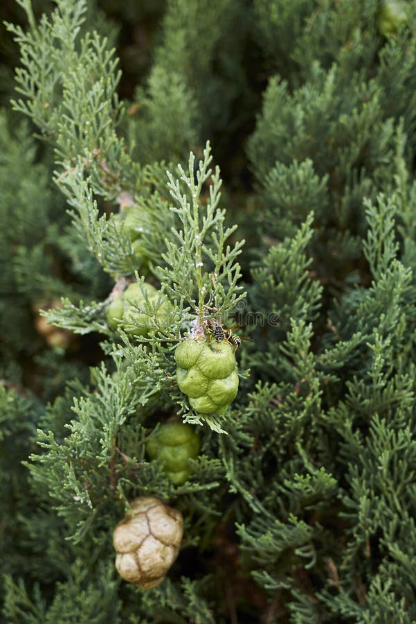 Cupressus Sempervirens Tree Close Up Stock Image - Image of green ...