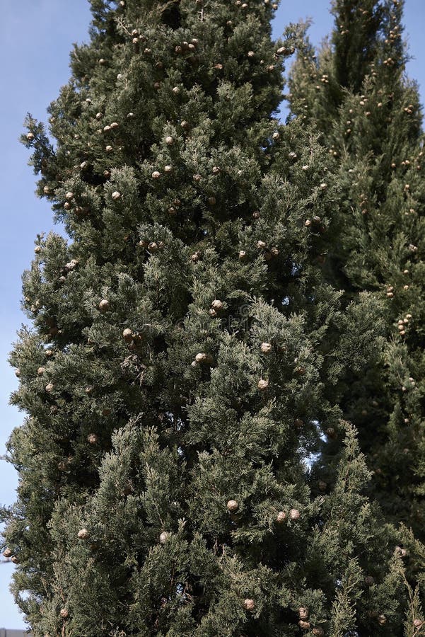 Cupressus Sempervirens Tree Stock Image - Image of mediterranean, fruit ...