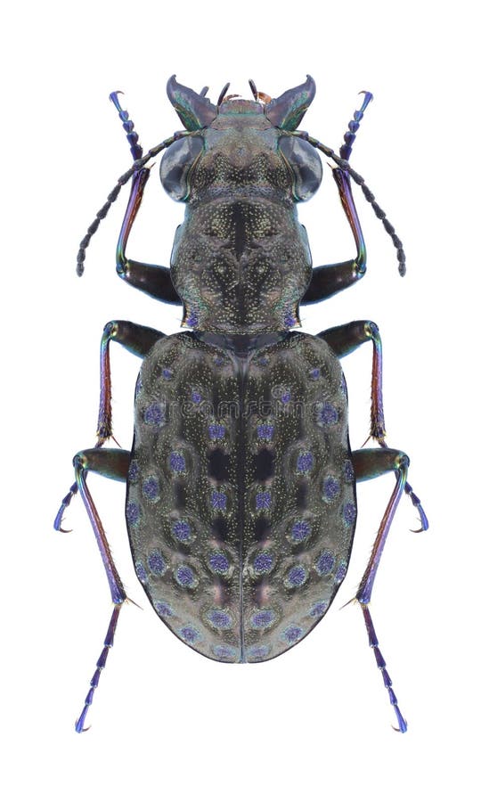 Cupreus van keverelaphrus stock afbeelding. Image of biologie - 93565039