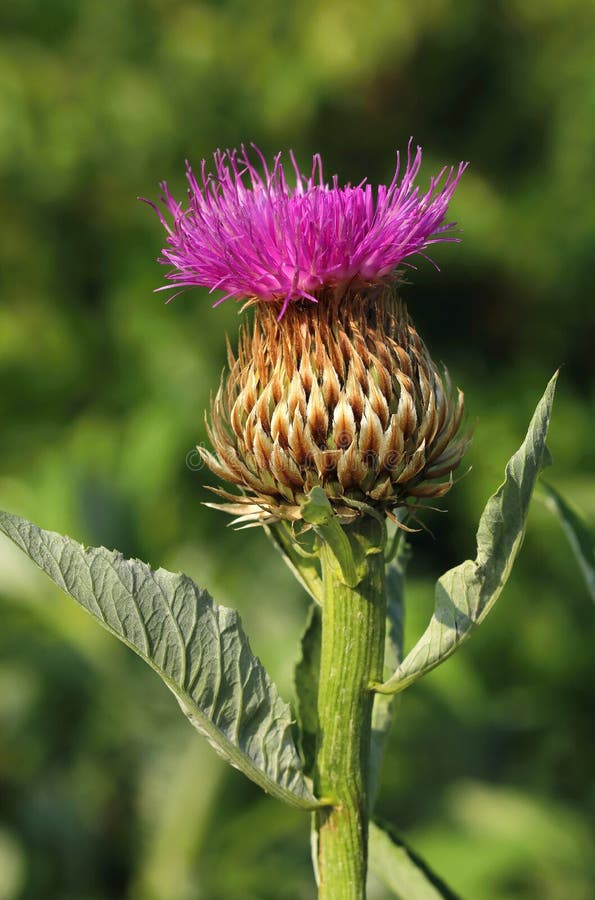 Rhaponticum Carthamoides Flowers Stock Photo - Image of uniflorum ...