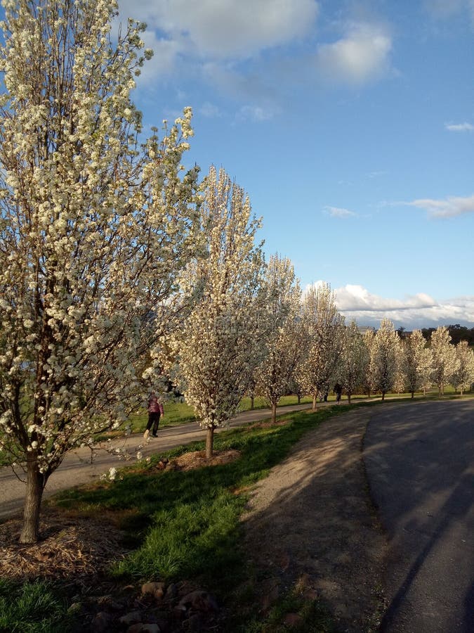 Curb Dressed with Cherry Blossom Trees Stock Image - Image of blossom ...