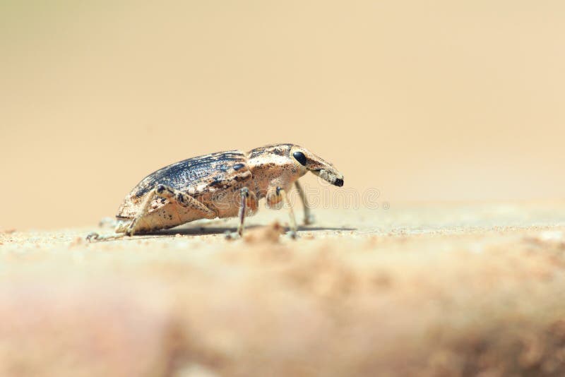 Curculio stock image. Image of wildlife, curculio, beetle - 54382795