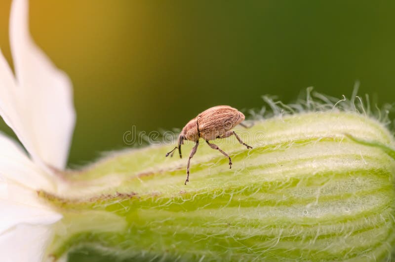 Macro Photo of a Nut Weevil, Curculio Nucum Isolated on White ...