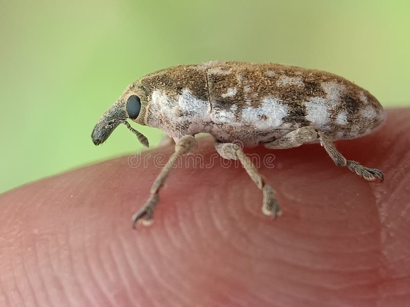 The Curculionidae are a Family of Weevils, Commonly Called Snout ...