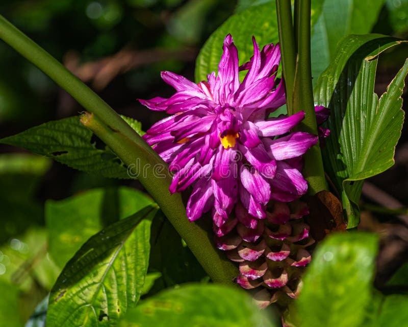 Curcuma Aromatica Flower in Forest Stock Image - Image of tropical ...