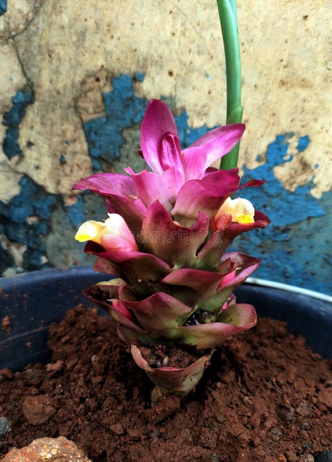 Curcuma Aromatica Plant on Pot Stock Photo - Image of cactus, petal ...
