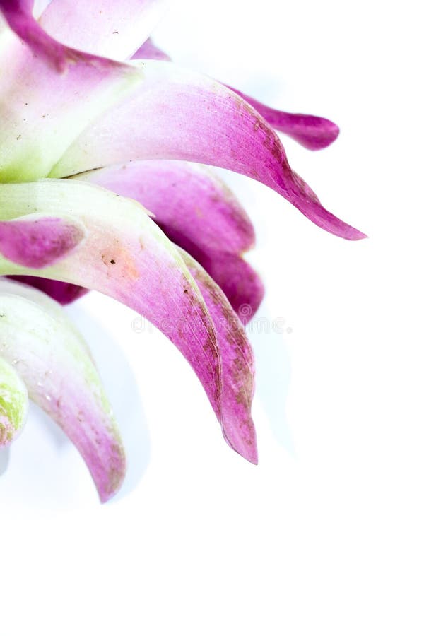 Curcuma White Background in Studio Stock Photo - Image of comosa, fresh ...