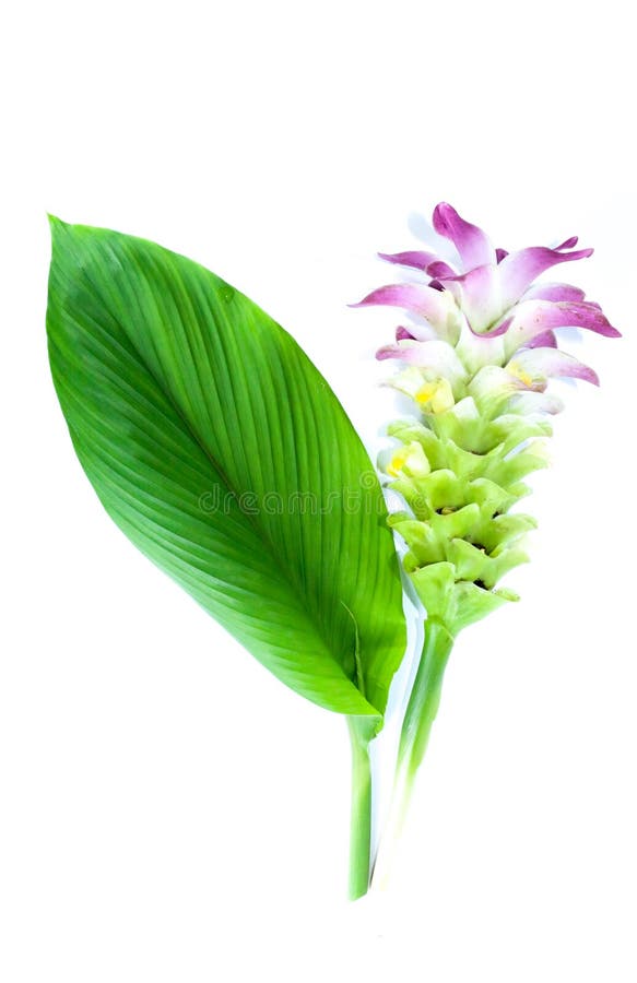 Curcuma Comosa Growing in Rainy Season Stock Image - Image of ...