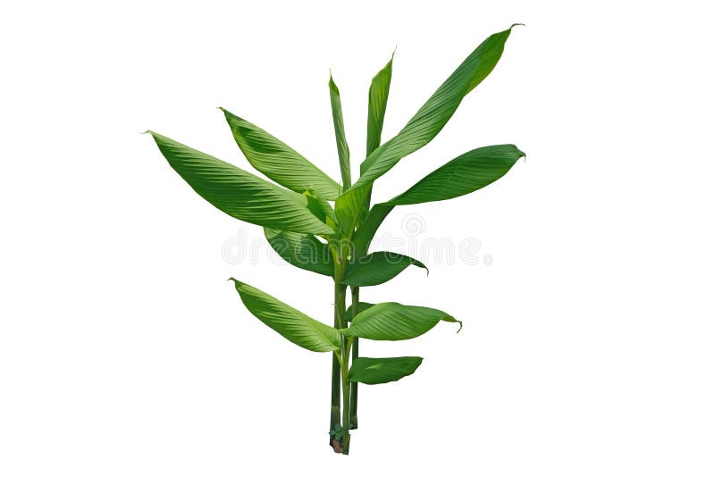 Curcuma Comosa Growing in Rainy Season Stock Image - Image of ...