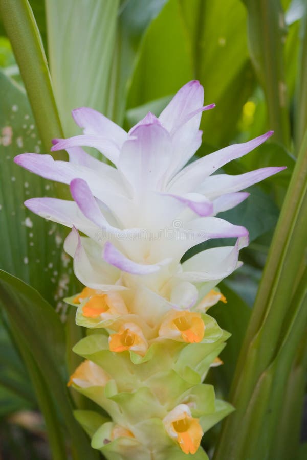 Curcuma Fiorita immagine stock. Immagine di giardino - 20287161