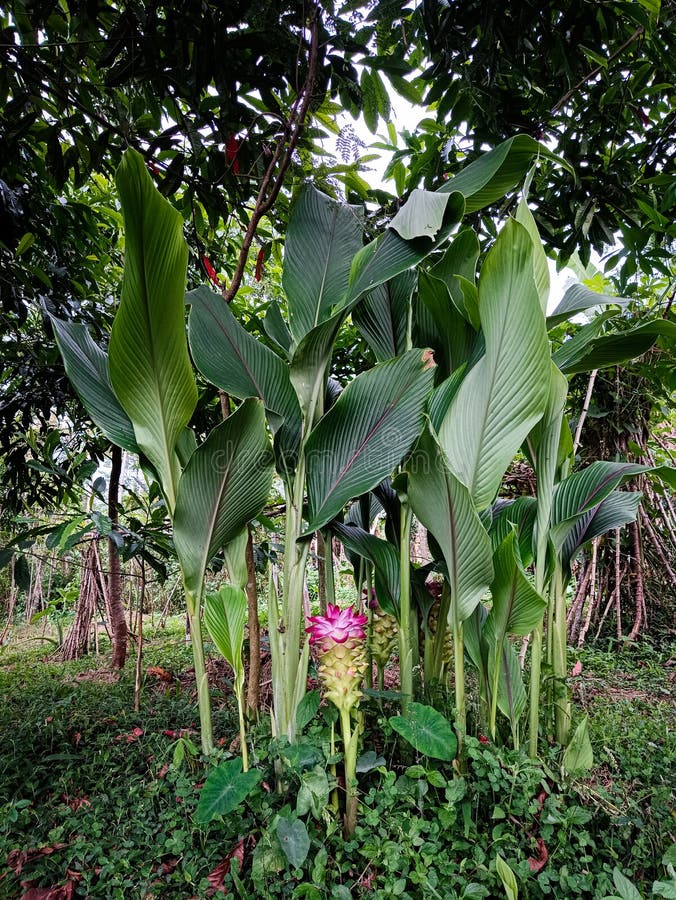 Curcuma flower on backyard stock photo. Image of tree - 255108274