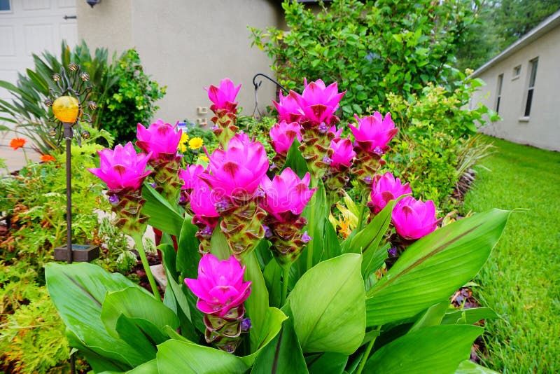 Curcuma stock image. Image of burning, aroma, cooking - 94562745