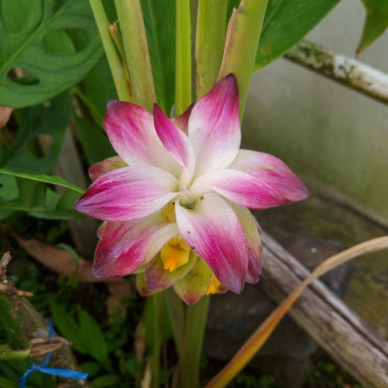 Curcuma Flower in the Garden at Home Stock Photo - Image of wildflower ...