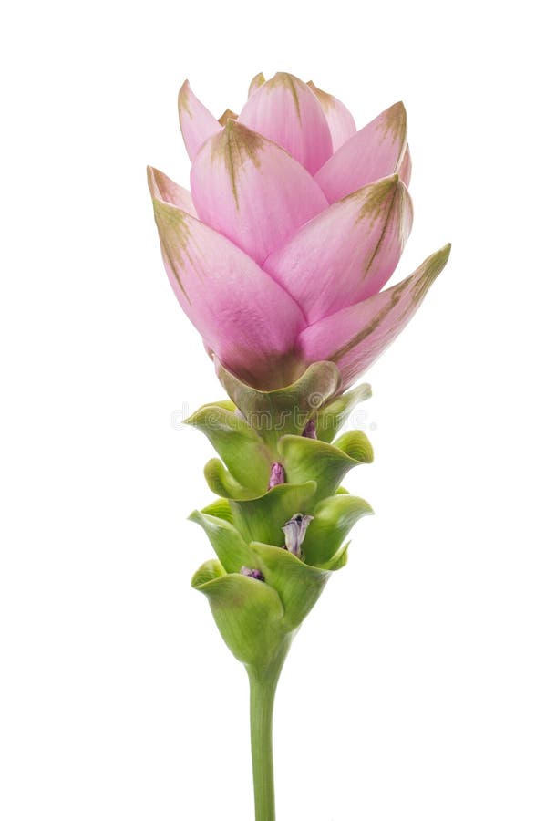 Curcuma flower isolated stock image. Image of curcuma - 114048121