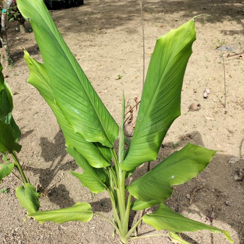 Curcuma Longa - Turmeric Herb Beverage Stock Photo - Image of mexican ...