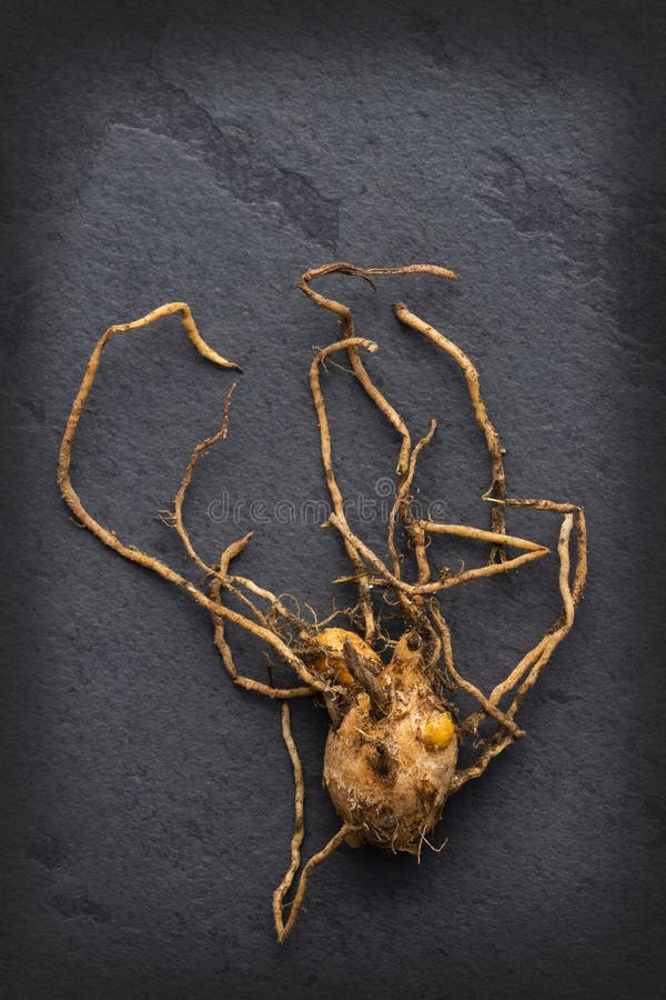 Curcuma Longa - Organic Turmeric Spice Roots Stock Image - Image of ...