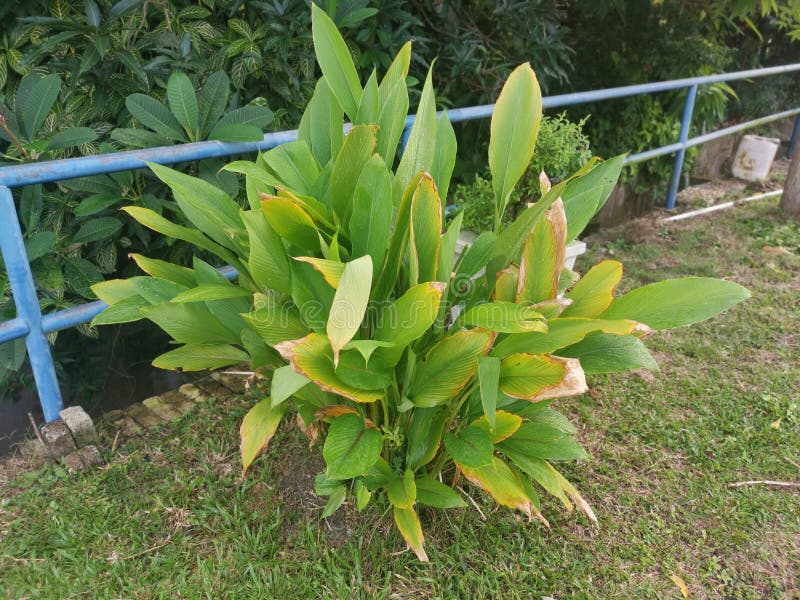 Curcuma Longa Plant Growing by the Roadside. Stock Image - Image of ...