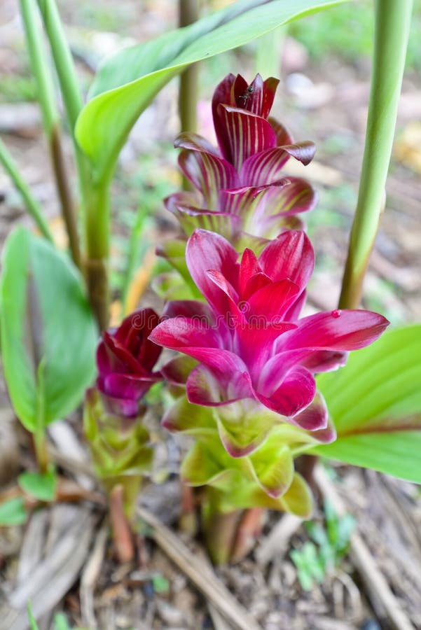 Curcuma sessilis flower stock photo. Image of purple - 43695492
