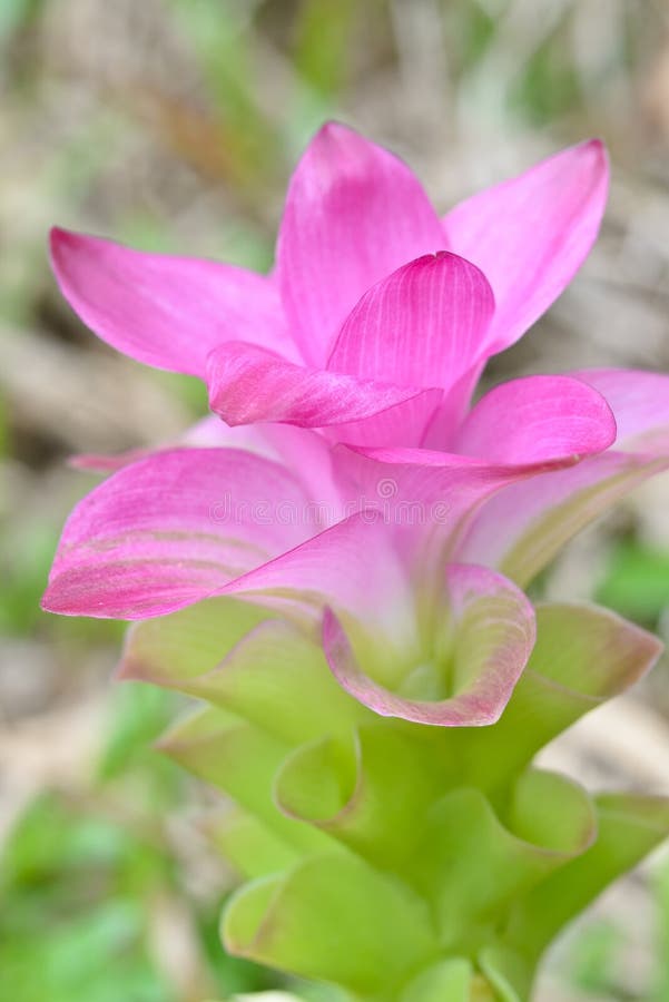 Curcuma sessilis flower stock photo. Image of flower - 42889160