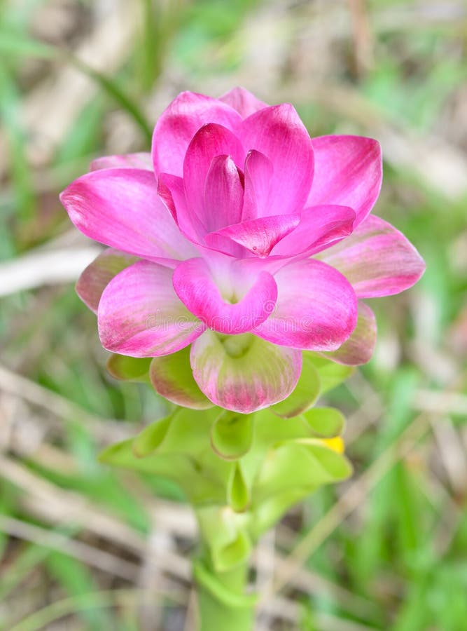Curcuma sessilis flower stock photo. Image of nature - 43447152