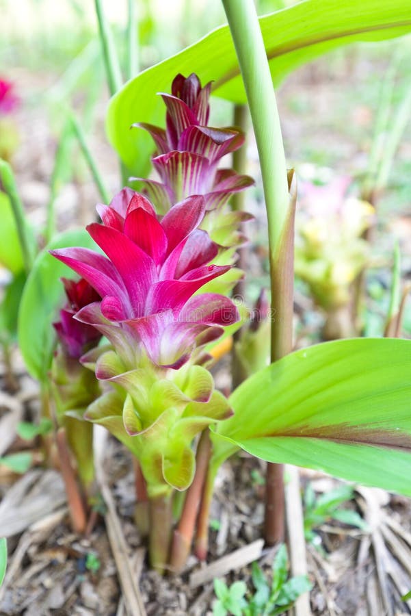 Curcuma sessilis flower stock photo. Image of purple - 43695492