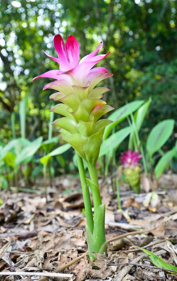 Curcuma sessilis flower stock photo. Image of pink, green - 43695512