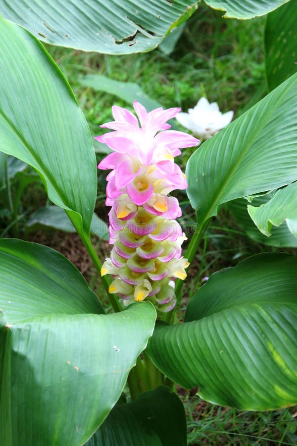 Curcuma sessilis Gage stock image. Image of emotional - 21242931