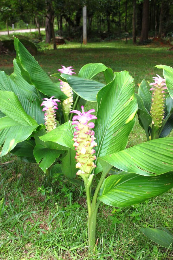 Curcuma sessilis Gage stock image. Image of emotional - 21242953