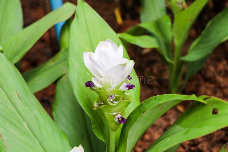 Curcuma sessilis stock image. Image of fresh, gage, bloom - 94076533