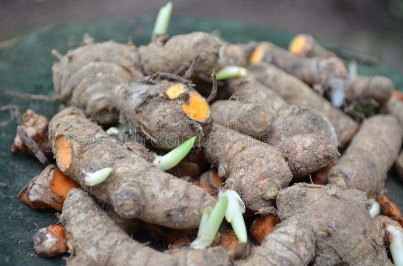 Curcuma turmeric stock photo. Image of grass, field, curcuma - 55460892
