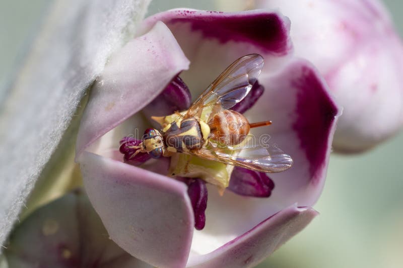Curcurbit Fruit Fly (Dacus Longistylus) on Flower in the UAE Stock ...