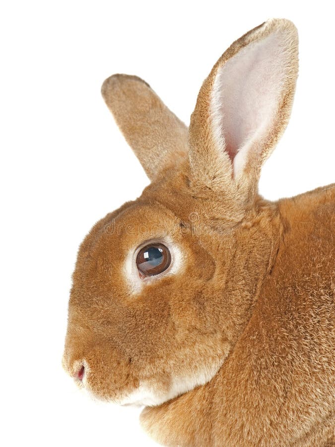 Cure Red Bunny with Big Ears Looking at Camera on White Backdrop Stock ...