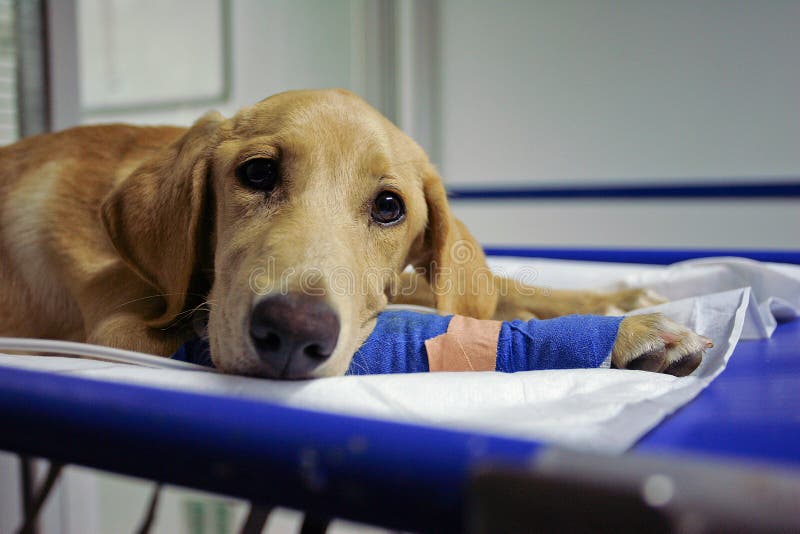 Is Tetanus Curable In Dogs