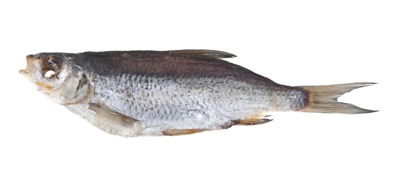 Cured asp fish stock photo. Image of leuciscus, food - 152222900